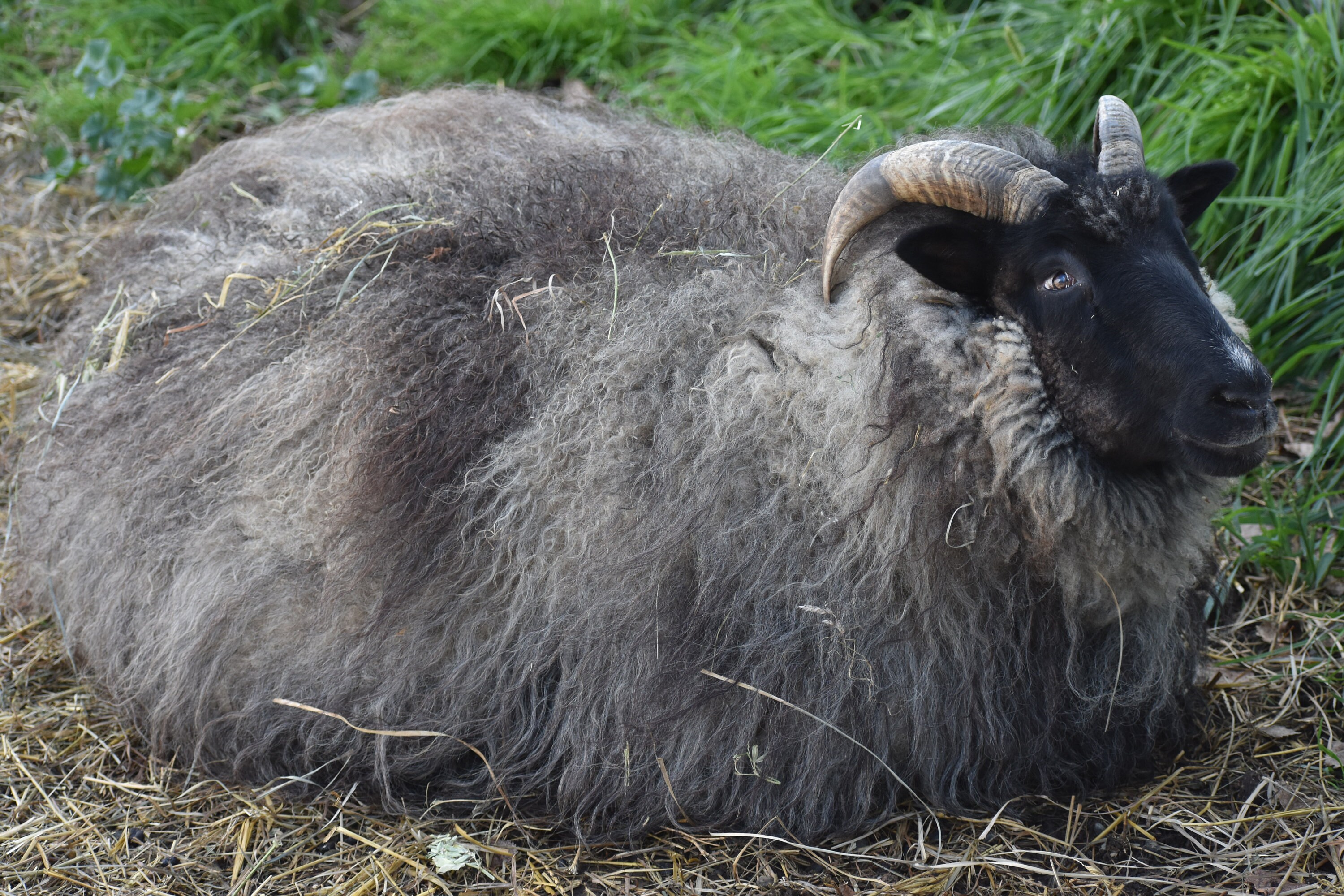 Icelandic Sheep Roving Bumps, Natural Colors, Bicolor black, White and ...