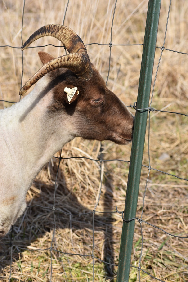 Icelandic Sheep Roving Bumps, Natural Colors, Bicolor black, White and ...