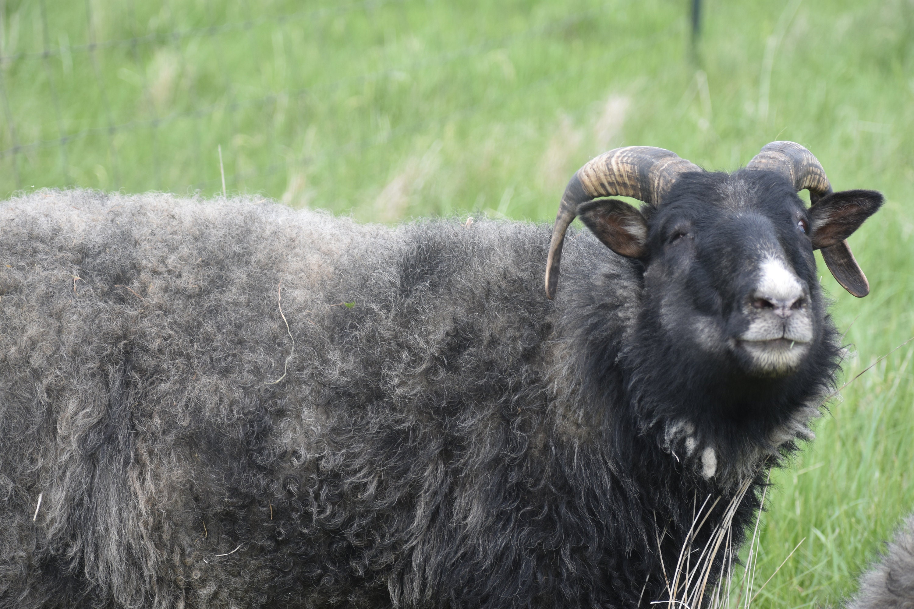 Icelandic Sheep Roving, Natural Color Wool in Light Gray, Ecru, Tan ...