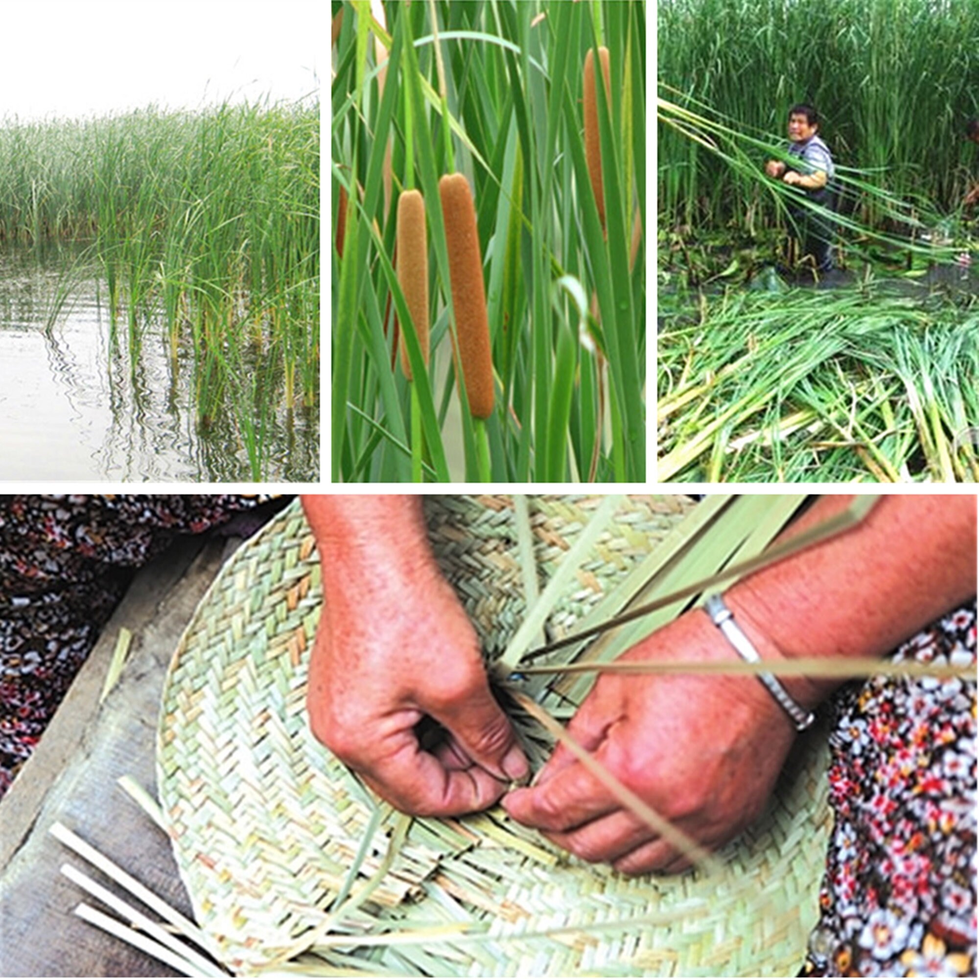 Handmade Cattail Fan - Hand Fans,wedding Fans,boho Home Decor,wedding Favors - Etsy