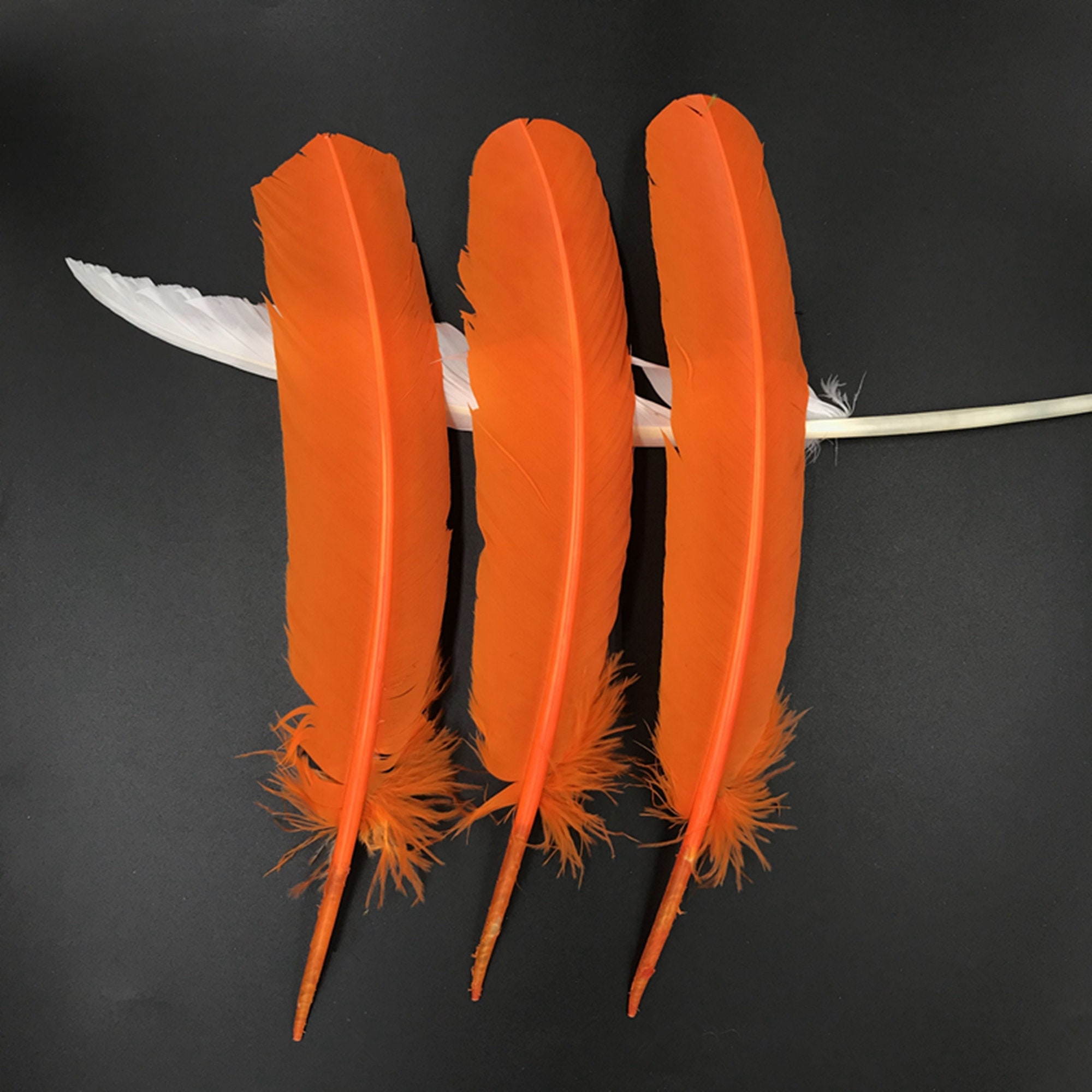 Turkey Feather - Natural Real Wild White Big Turkey Feather，headband ...