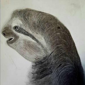 Sloth Pencil Drawing Print, Highly Detailed Print of Original Drawing ...