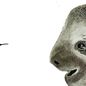 Sloth and Hummingbird Pencil Drawing Print, Original Drawing 3x2 Print ...