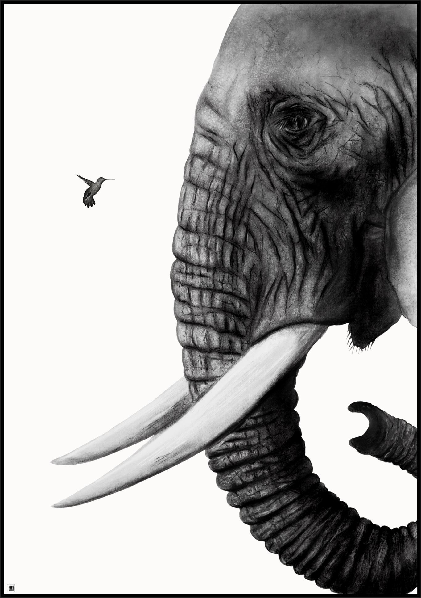 Elephant and Hummingbird Pencil Drawing Print. Print From Original ...