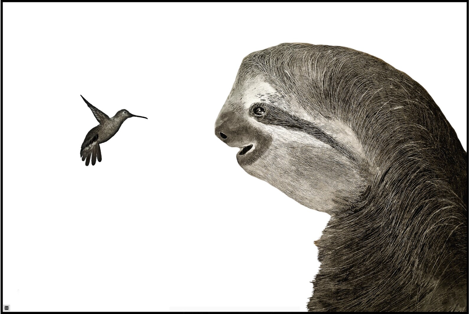 Sloth and Hummingbird Pencil Drawing Print, Original Drawing 3x2 Print ...
