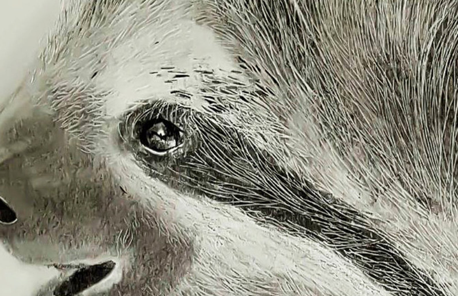 Sloth Pencil Drawing Print, Highly Detailed Print of Original Drawing ...