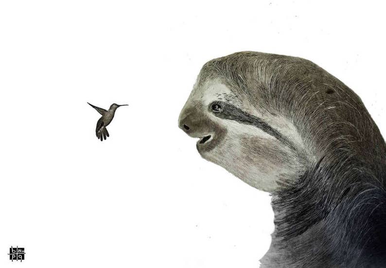 Sloth and hummingbird pencil drawing Print Original drawing | Etsy