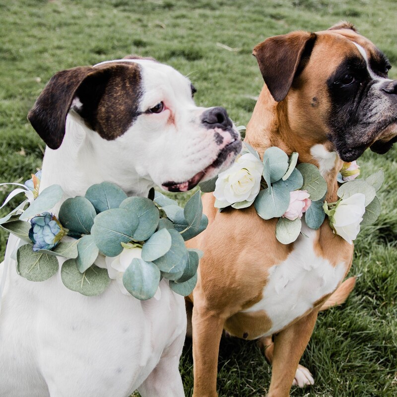Dog Wedding Collar - Etsy