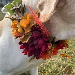 Fall Dog Flower Collar - Orange Dog Flower Collar - Pet Floral Collar ...