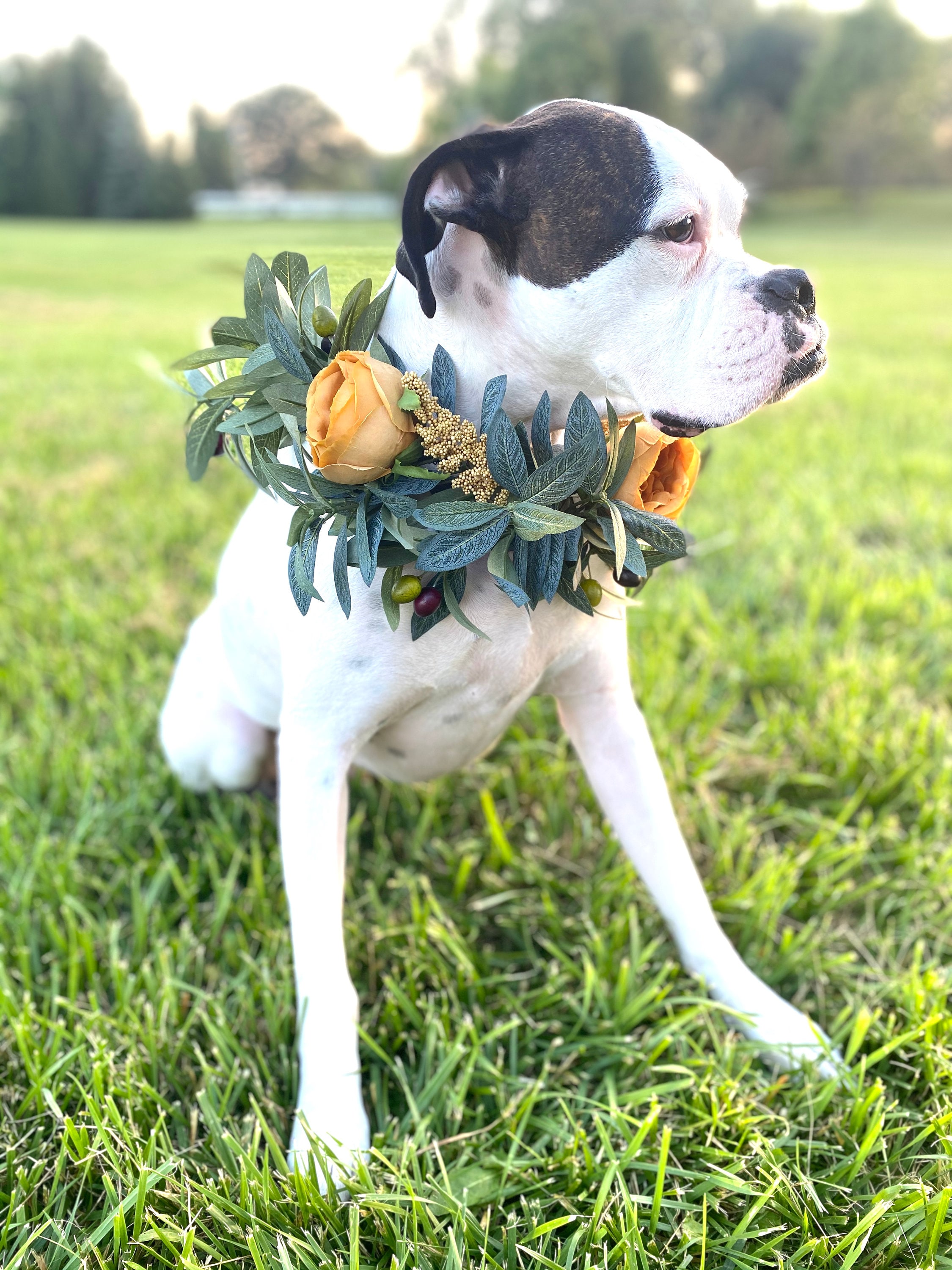 Large Dog Flower Collar Olive Greenery Dog Flower Crown - Etsy