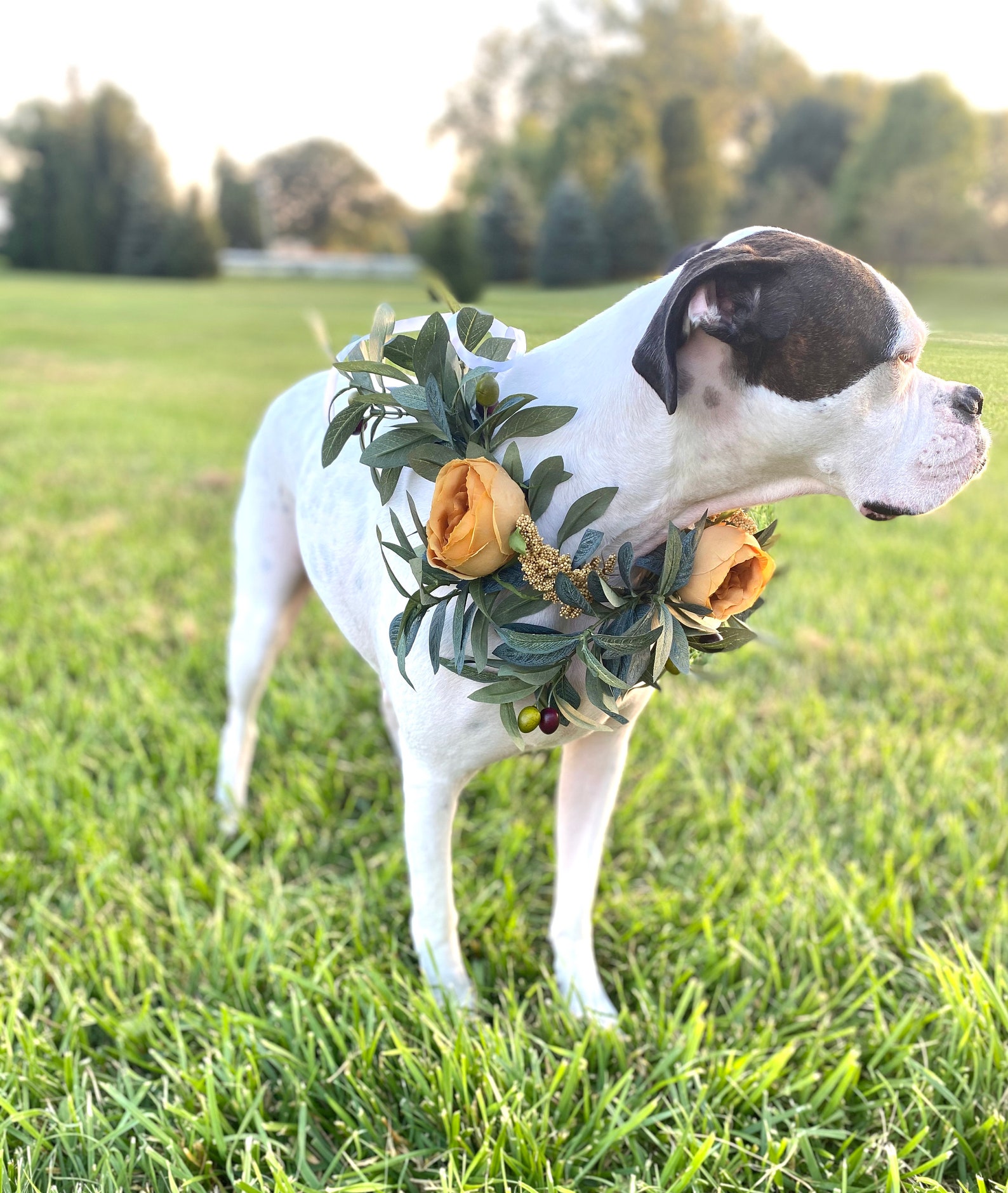 Large Dog Flower Collar Olive Greenery Dog Flower Crown - Etsy