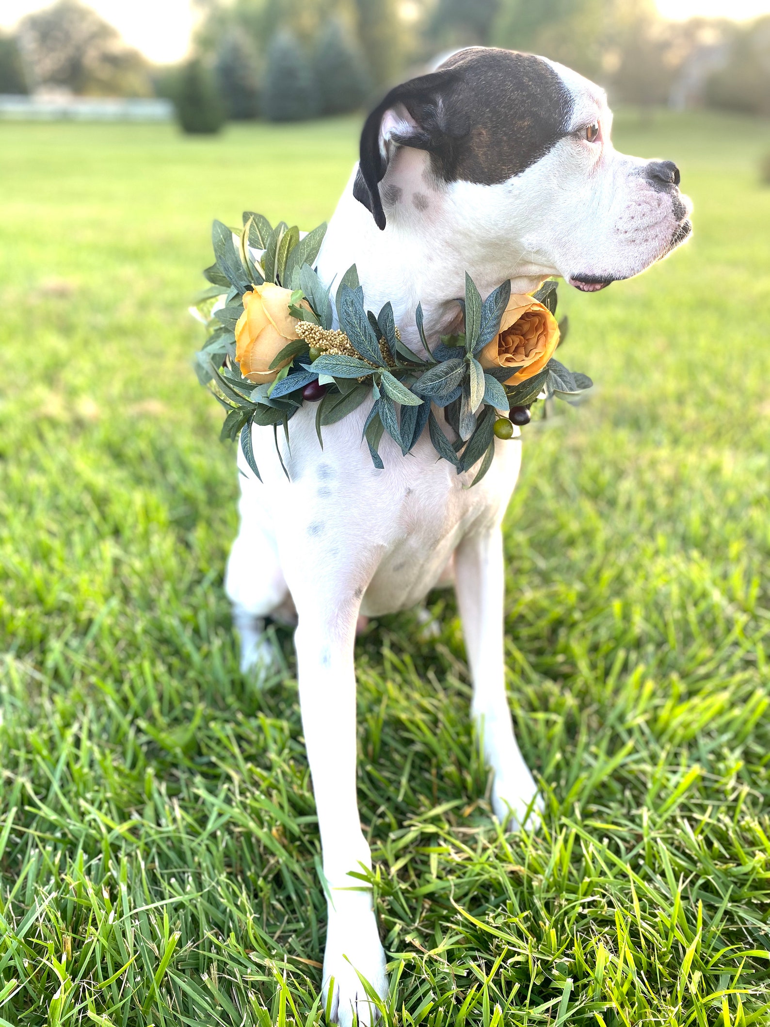 Large Dog Flower Collar Olive Greenery Dog Flower Crown - Etsy