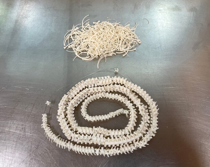 Snake Vertebrae and Ribs 32 Ball Python - Etsy