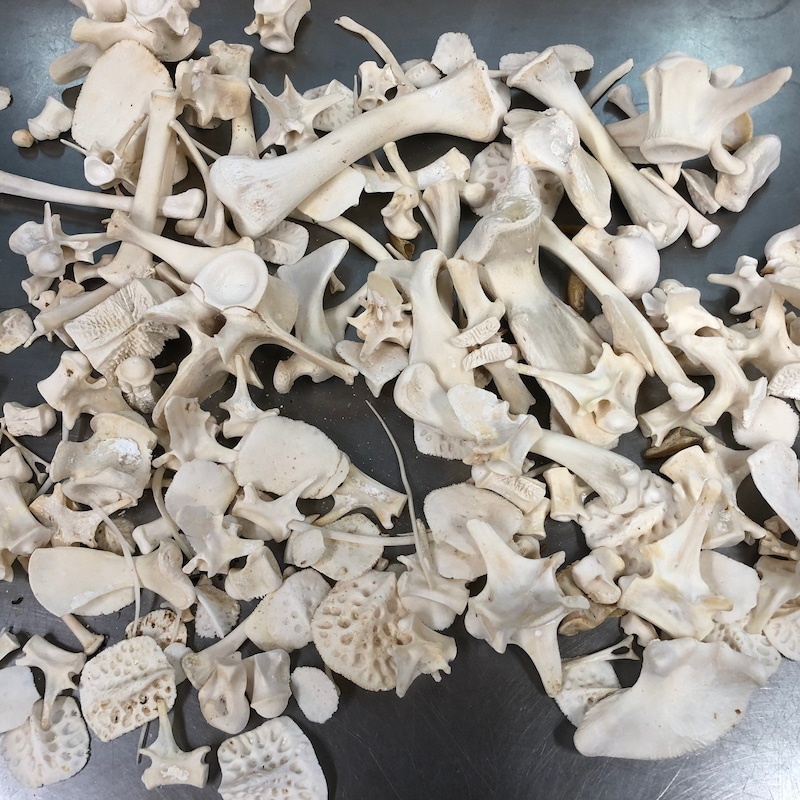 Bones - Etsy