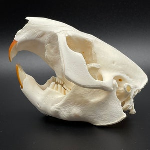 Beaver Skull - Etsy