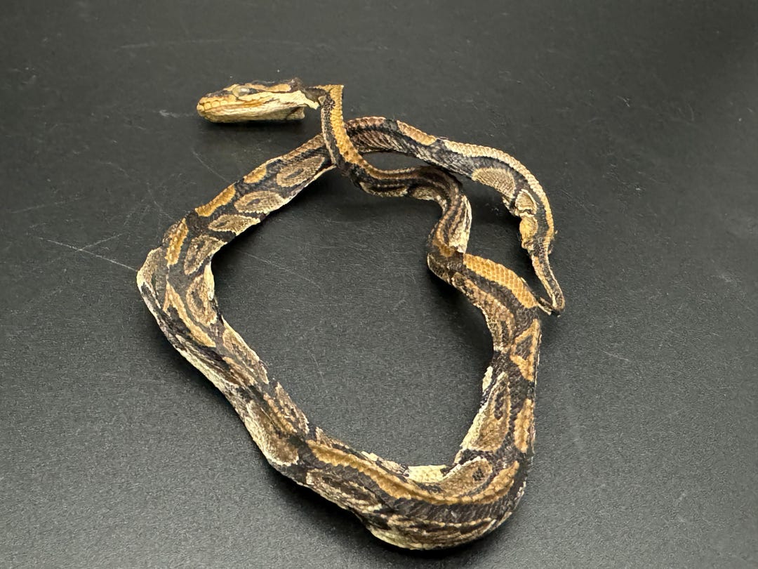 Mummified Ball Python - Etsy