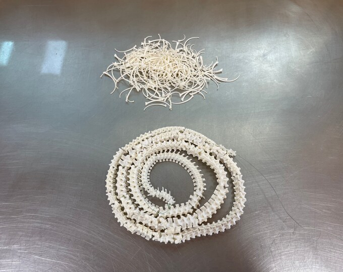 Snake Vertebrae and Ribs 38 Boa Constrictor - Etsy
