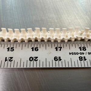 Snake Vertebrae and Ribs 52 Ball Python - Etsy