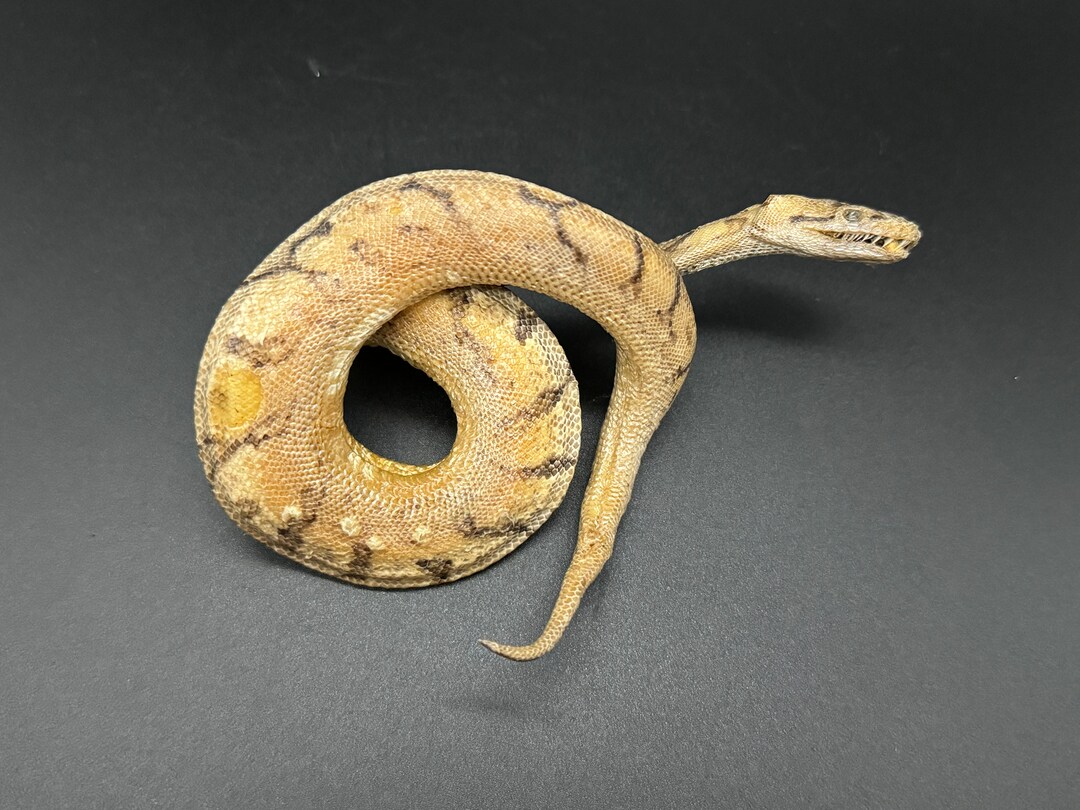 Mummified Ball Python - Etsy