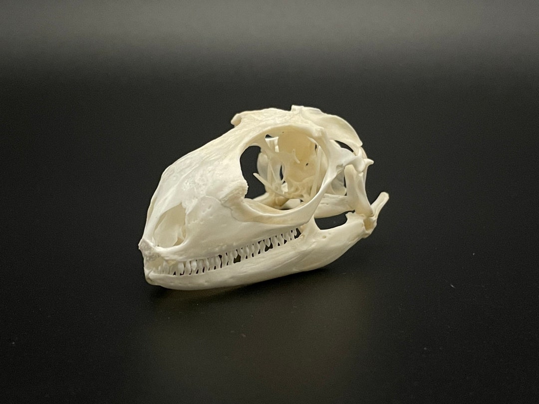 Green Iguana Skull 1 1/2 Inches - Etsy