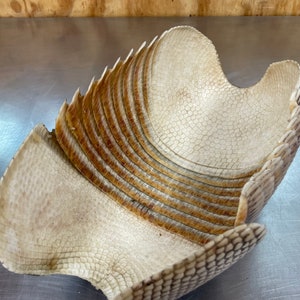 Armadillo Shell - Etsy