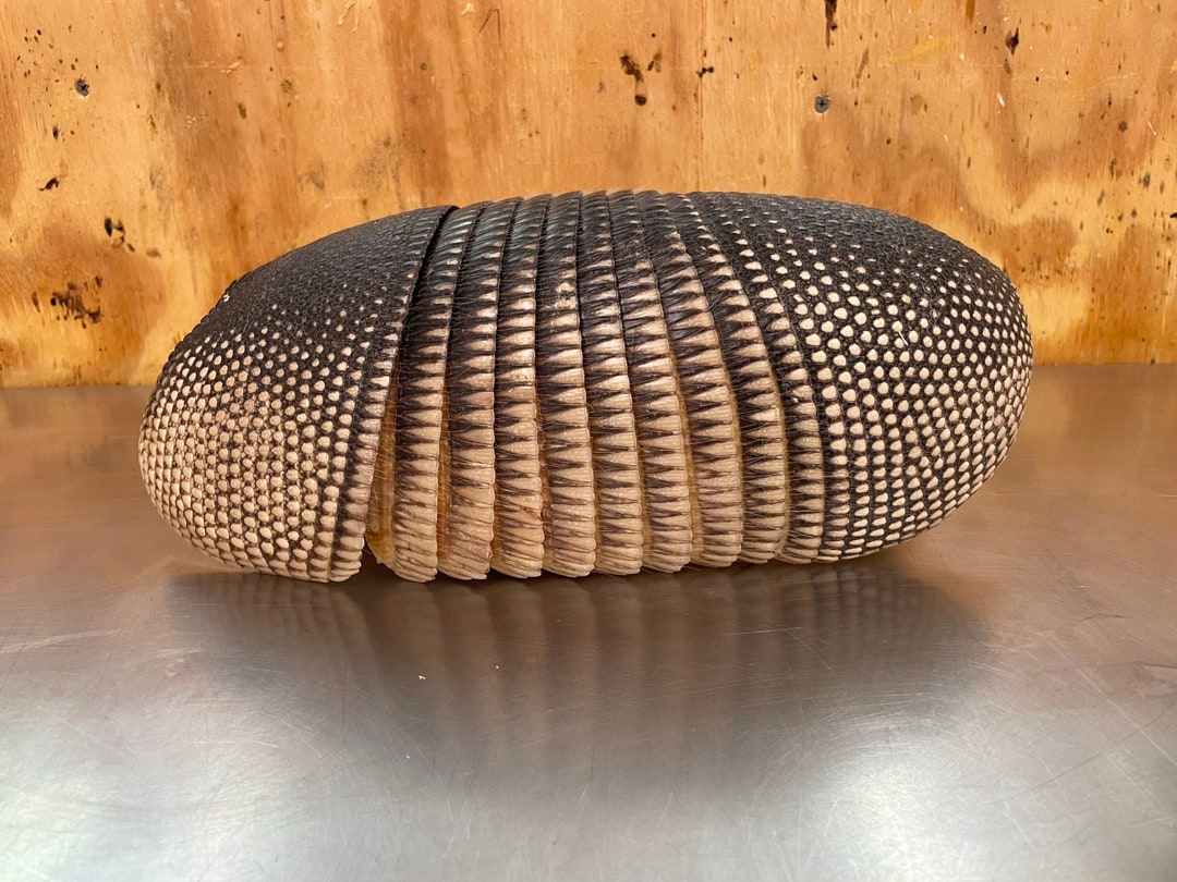 Armadillo Shell - Etsy