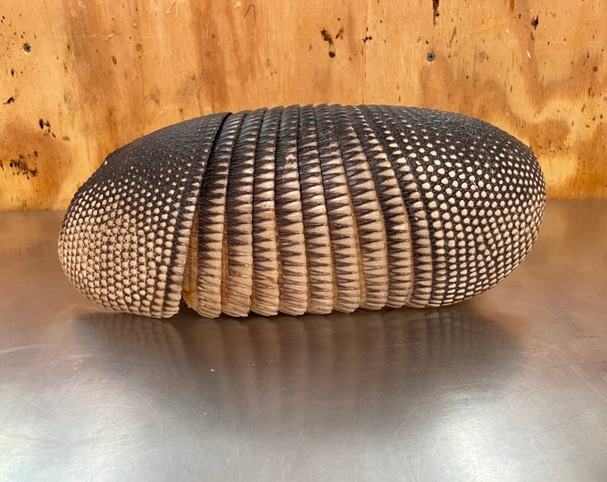 Armadillo Shell - Etsy