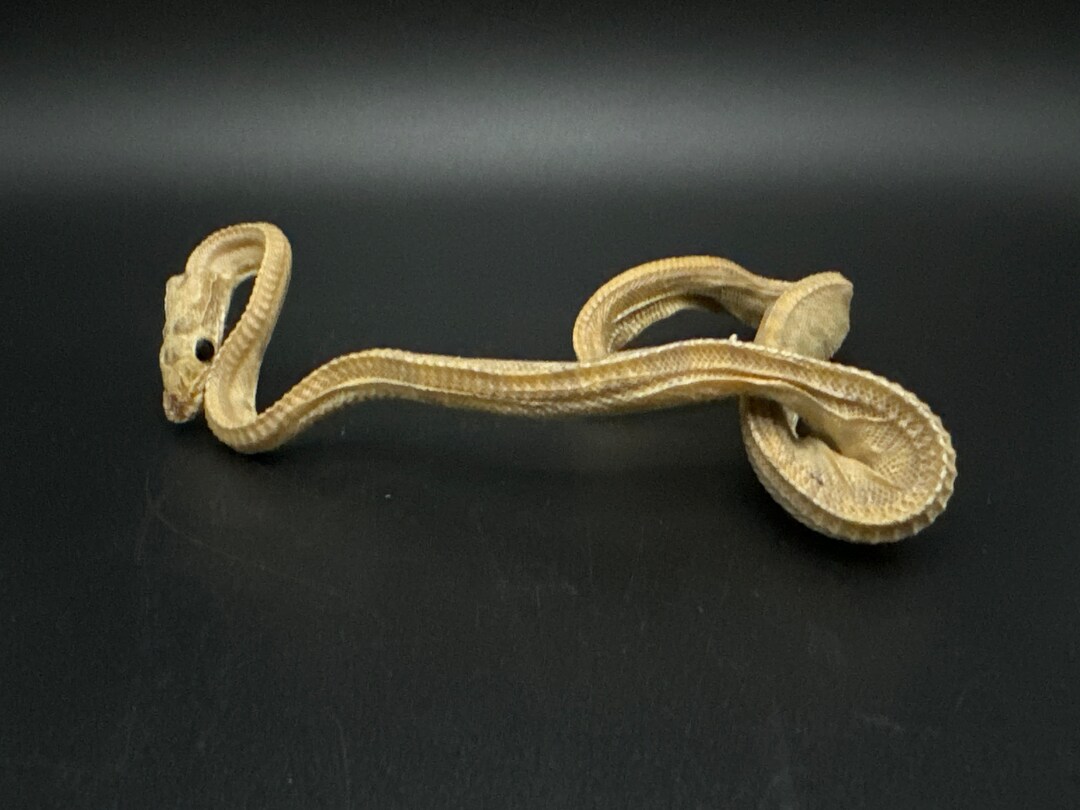 Mummified Ball Python - Etsy