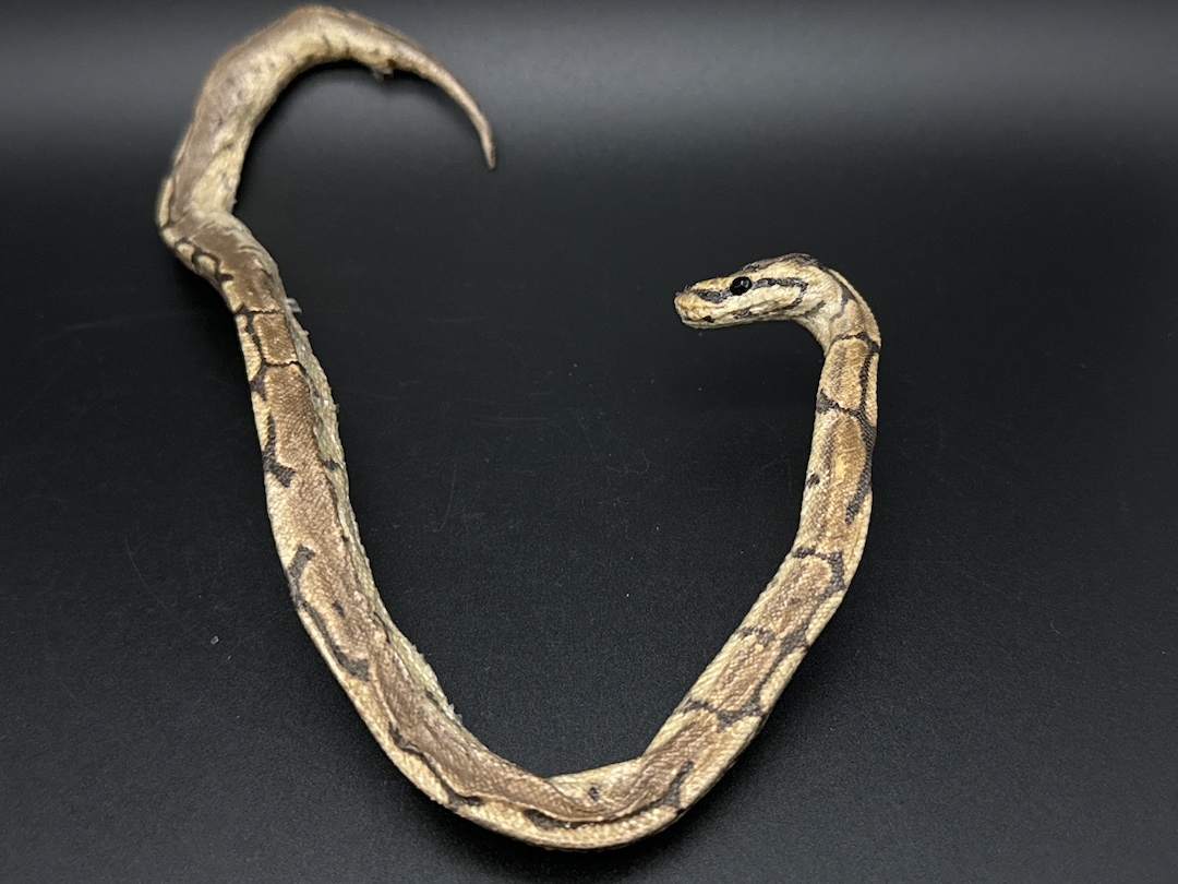 Mummified Ball Python - Etsy