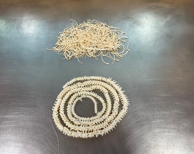 Snake Vertebrae and Ribs 50 Boa Constrictor - Etsy