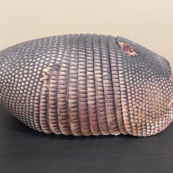 Armadillo - Etsy
