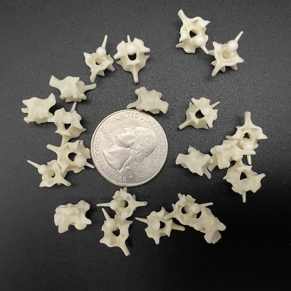 Vertebrae - Etsy