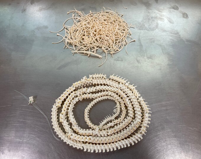 Snake Vertebrae and Ribs 55 Boa Constrictor - Etsy
