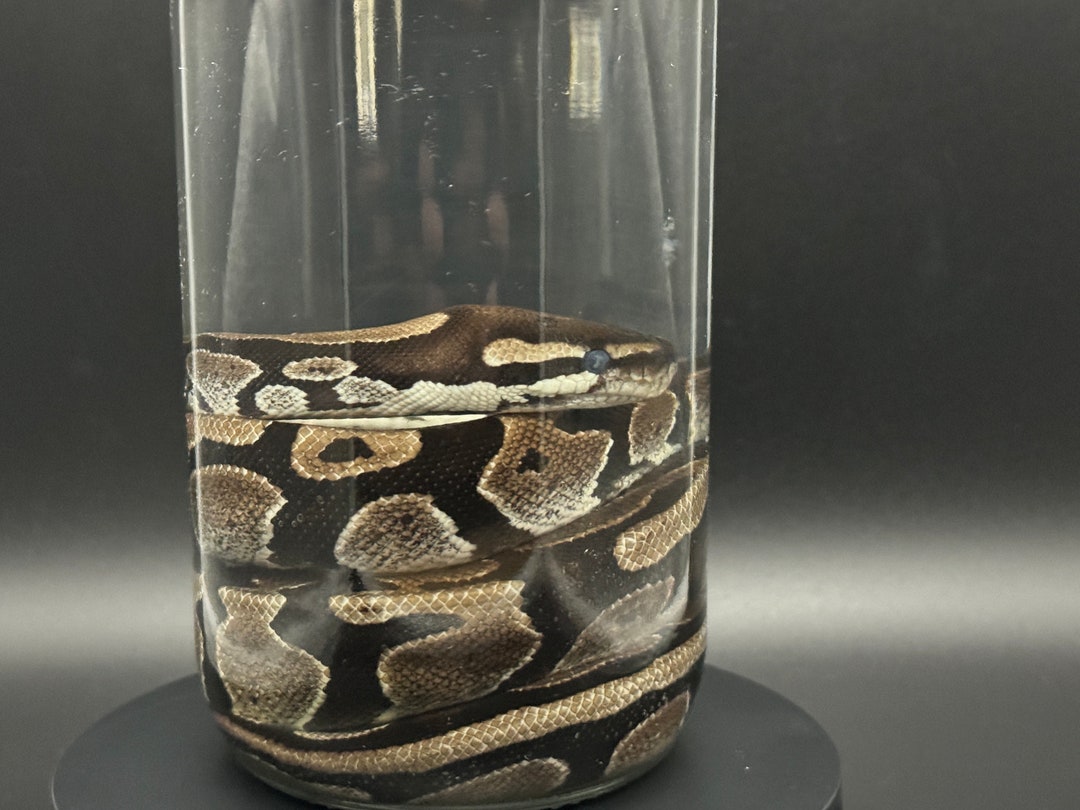 Ball Python Wet Specimen - Etsy