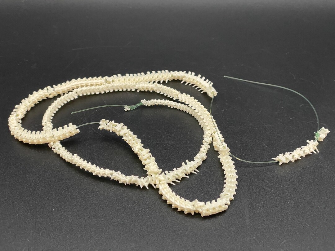 Snake Vertebrae and Ribs 31 Ball Python - Etsy