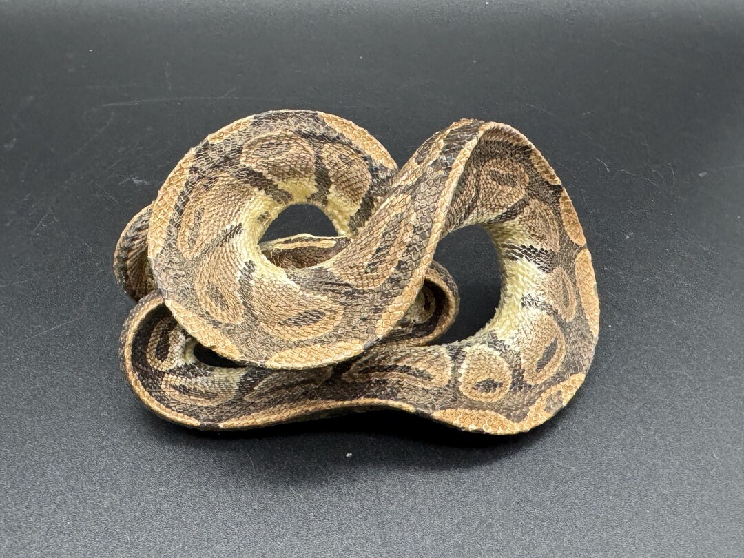 Mummified Ball Python - Etsy