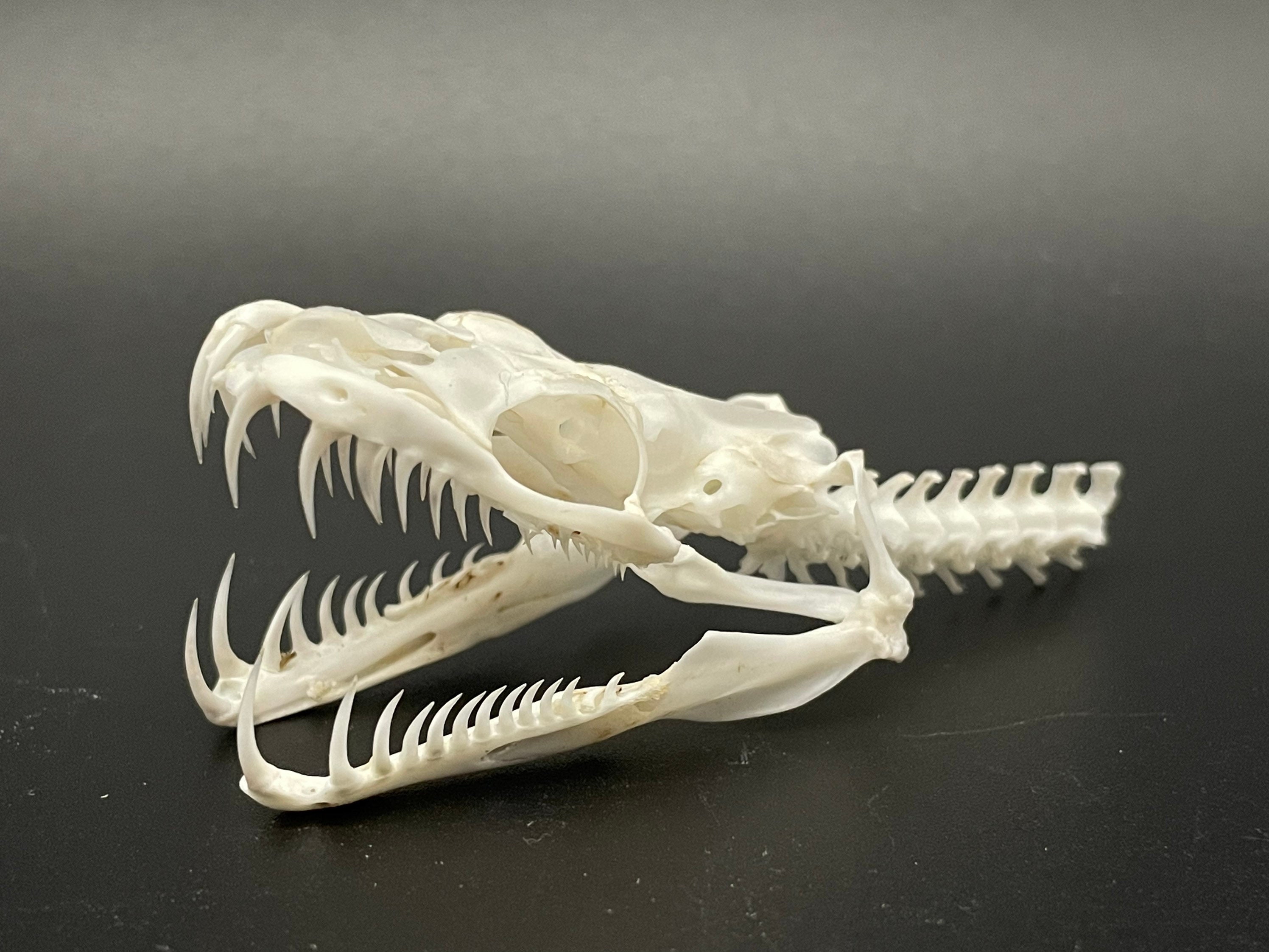 Green Tree Python Skull