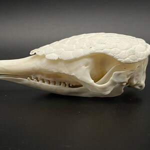 Armadillo Skull - Etsy