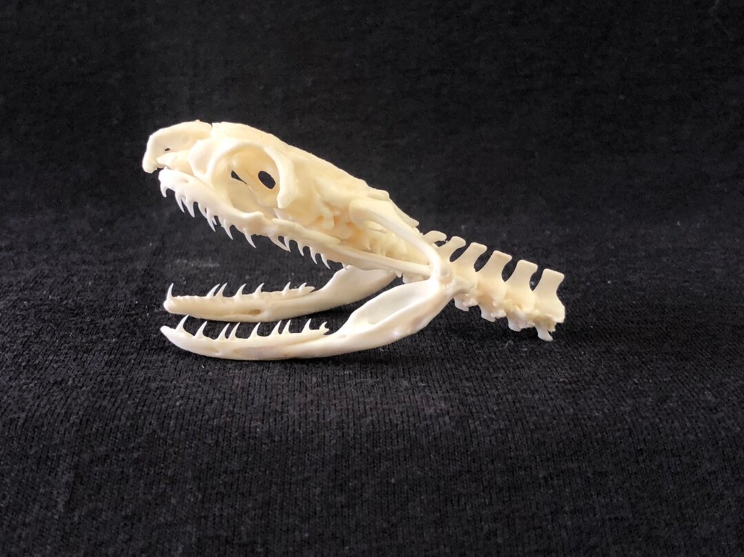 Ball Python Skeleton