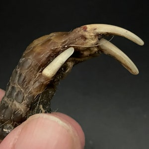 10 Mummified Armadillo Feet - Etsy