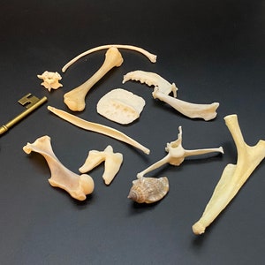 Osteomancy / Bone Throwing Kit - Etsy