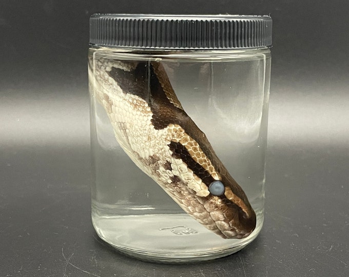 Ball Python Head Wet Specimen - Etsy