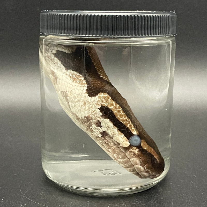 Wet Specimen - Etsy