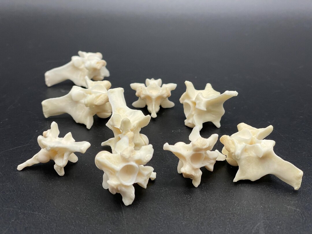 Snake Vertebrae X16 Blood Python - Etsy