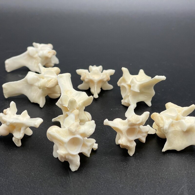 Vertebrae - Etsy