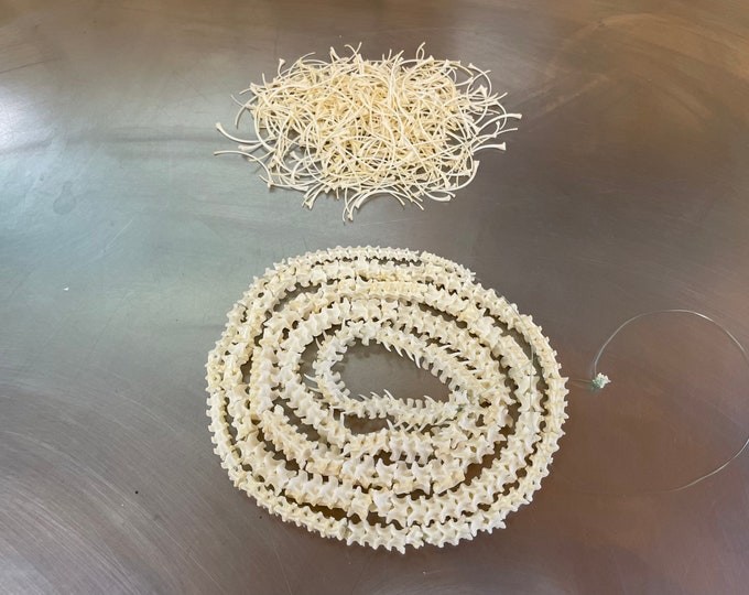 Snake Vertebrae and Ribs 58 Ball Pyhton - Etsy