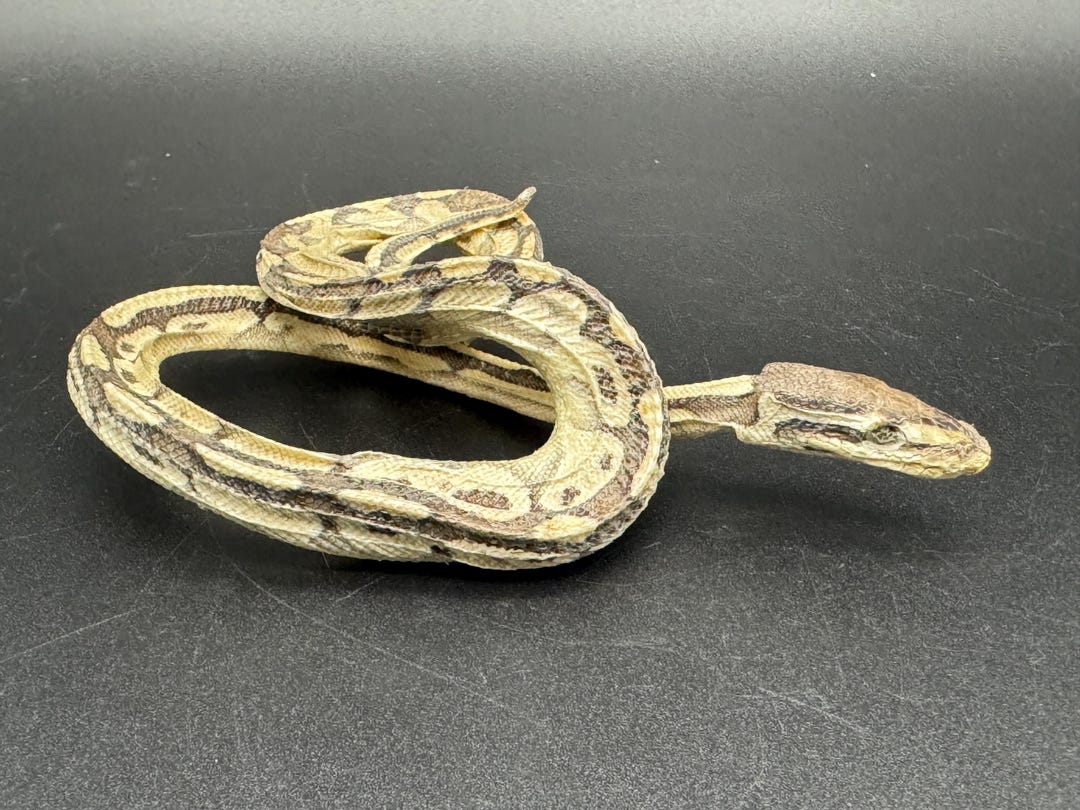Mummified Ball Python - Etsy