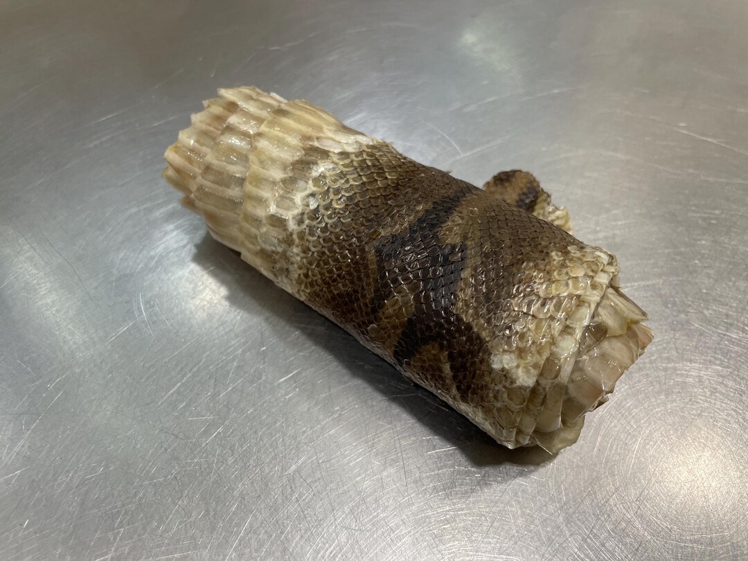 Snake Skin Ball Python - Etsy