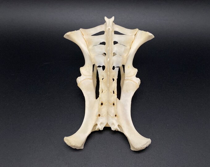 Chicken Pelvis - Etsy