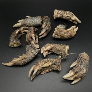10 Mummified Armadillo Feet - Etsy